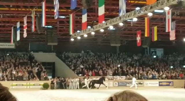 Jasper 366 at the stallion show in 2017 on Vimeo