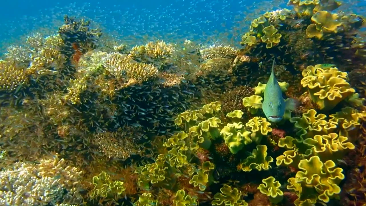 Wonders of the Great Barrier Reef - Coral Bommie alive with Life on Vimeo