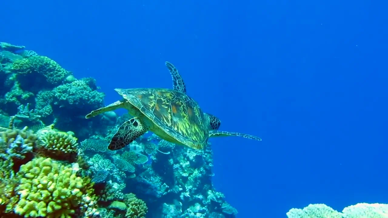 Wonders of the Great Barrier Reef - GBR Great 8: Turtle into the Wild ...