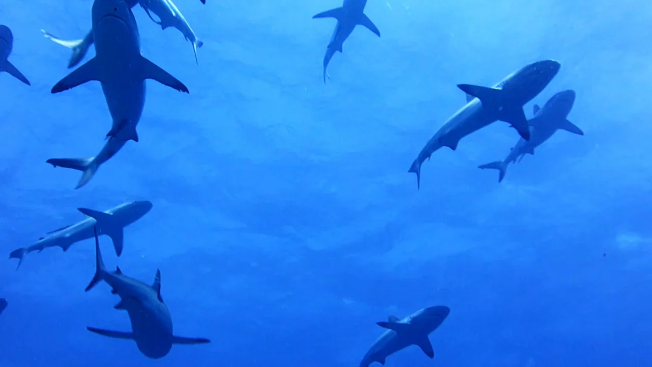 Wonders of the Great Barrier Reef - GBR Great 8: Shark Patrol on Vimeo