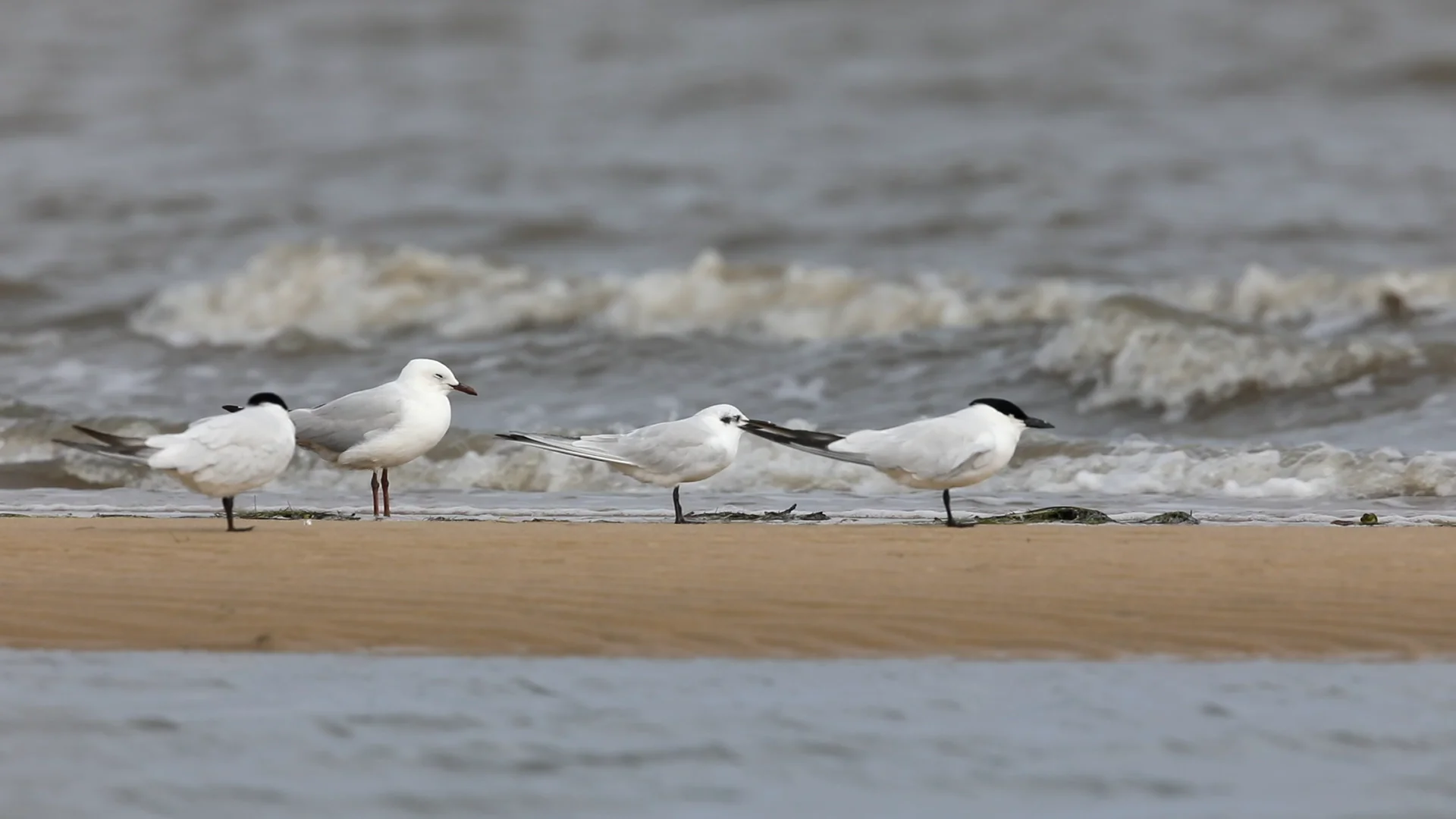 Asian and Australian Gull-billed Terns - Stockyard Point, Victoria.