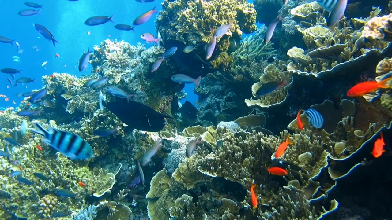 Wonders of the Great Barrier Reef - Great Beautiful Reef #1 on Vimeo