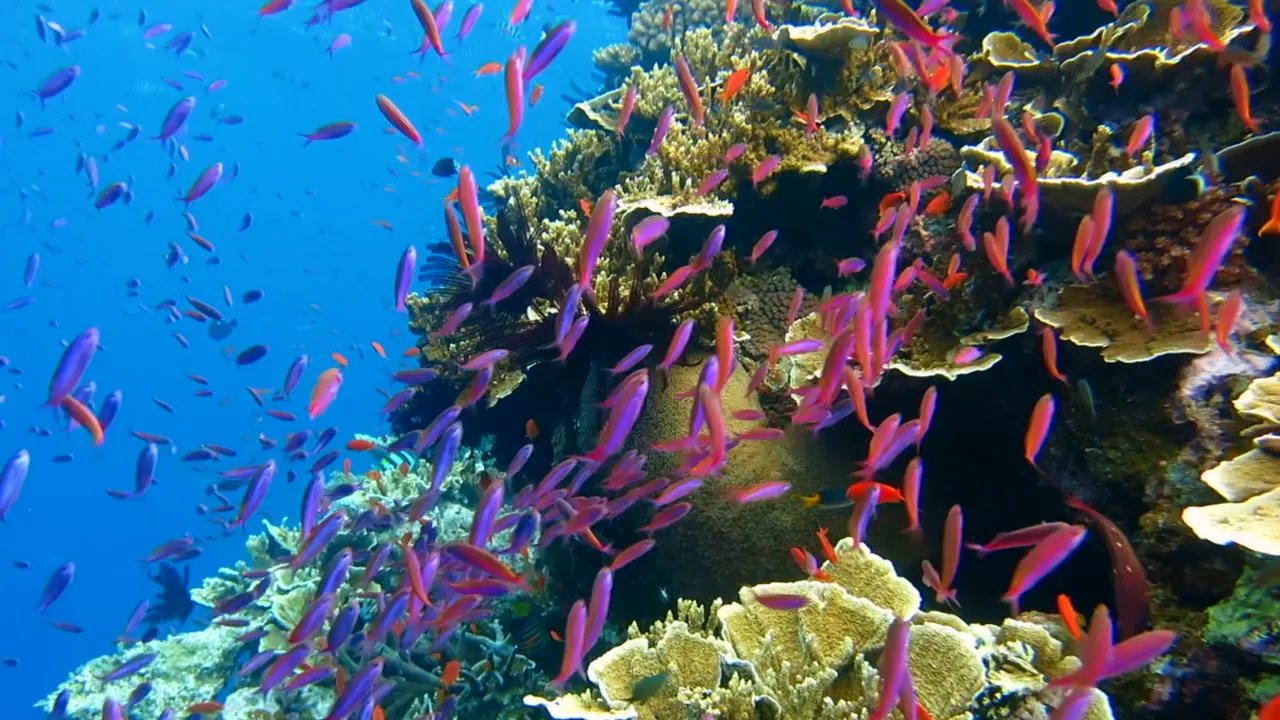 Wonders of the Great Barrier Reef - Great Beautiful Reef #2 on Vimeo