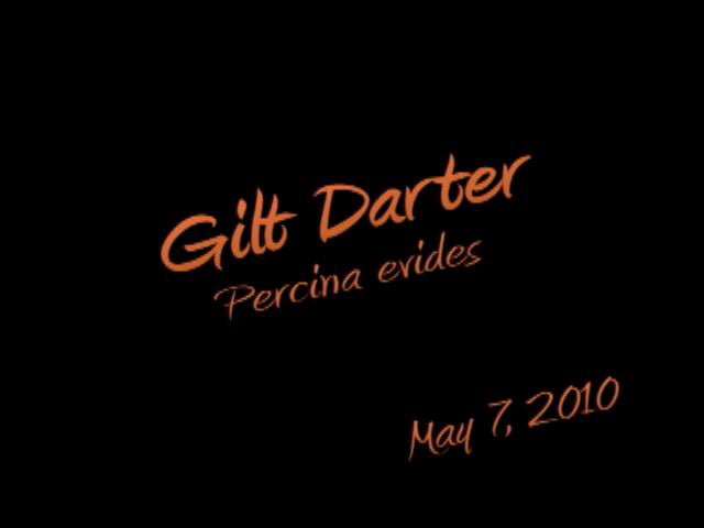 Gilt Darter Pair on Vimeo