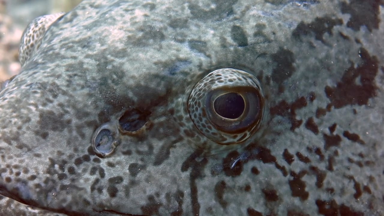 Wonders of the Great Barrier Reef - GBR Great 8: Potato Cod on Vimeo