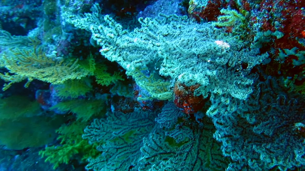 Wonders of the Great Barrier Reef - Soft Coral Drift Dive on Vimeo