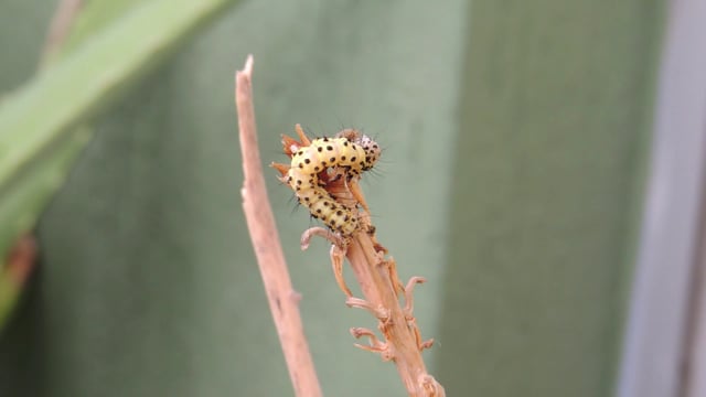 Worm Videos: Download 119+ Free 4K & HD Stock Footage Clips - Pixabay