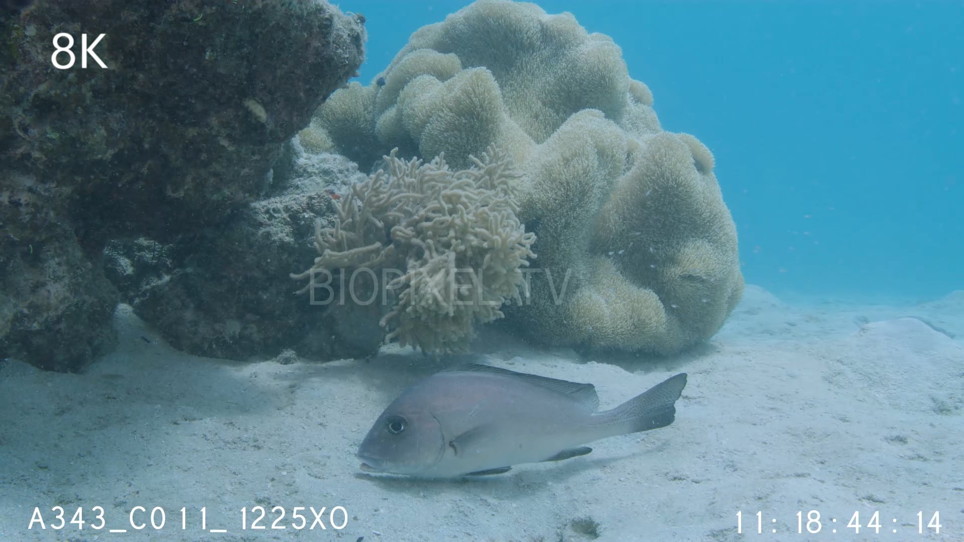 4K Fish Symbiosis - Cleaner shrimp cleaning sweetlip 8K on Vimeo