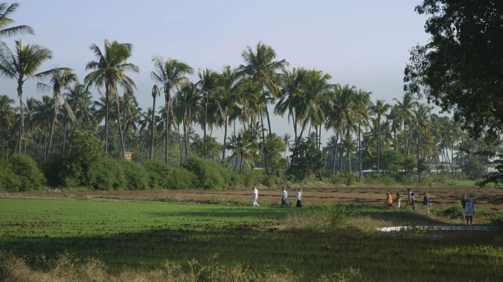 Watch The Doctor From India Online | Vimeo On Demand on Vimeo