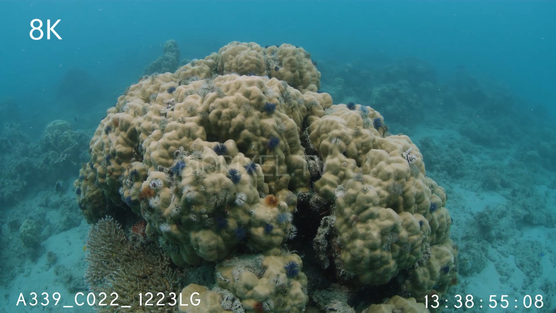 4K Worms - Christmas tree worm 8K on Vimeo