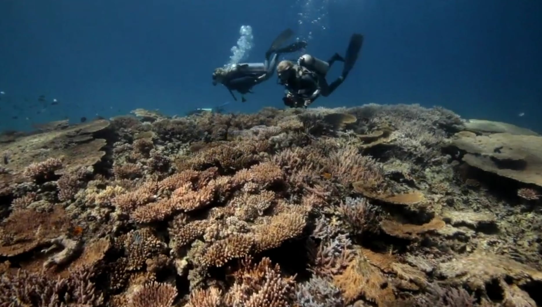 The Coral Reef and You on Vimeo