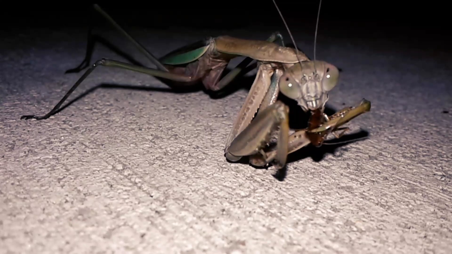 Critter: Praying Mantis on Vimeo