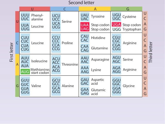 Deciphering the Genetic Code Animation on Vimeo