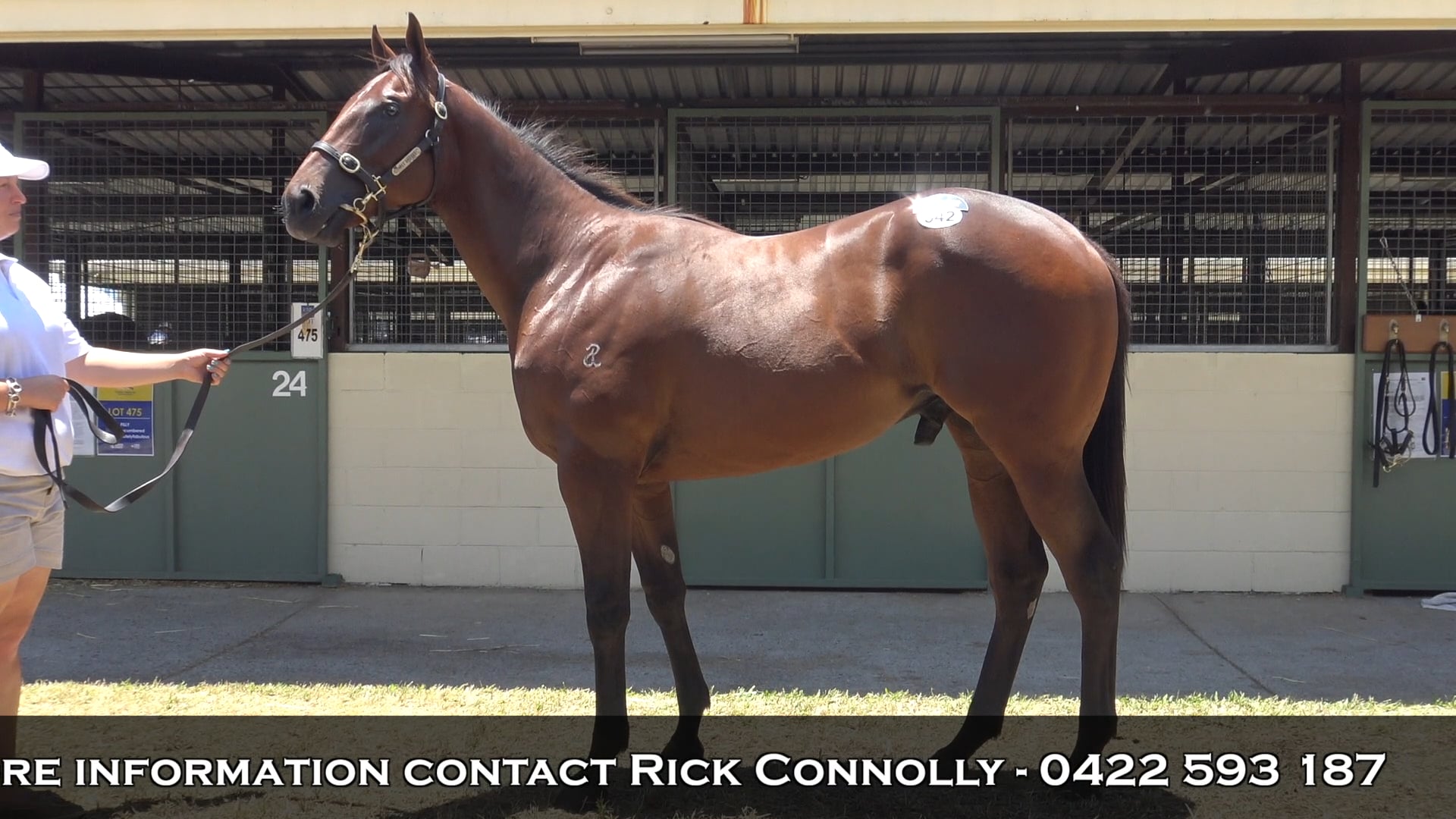 Gold Coast Magic Millions Brazen Beau x Bella Jewel Colt on Vimeo