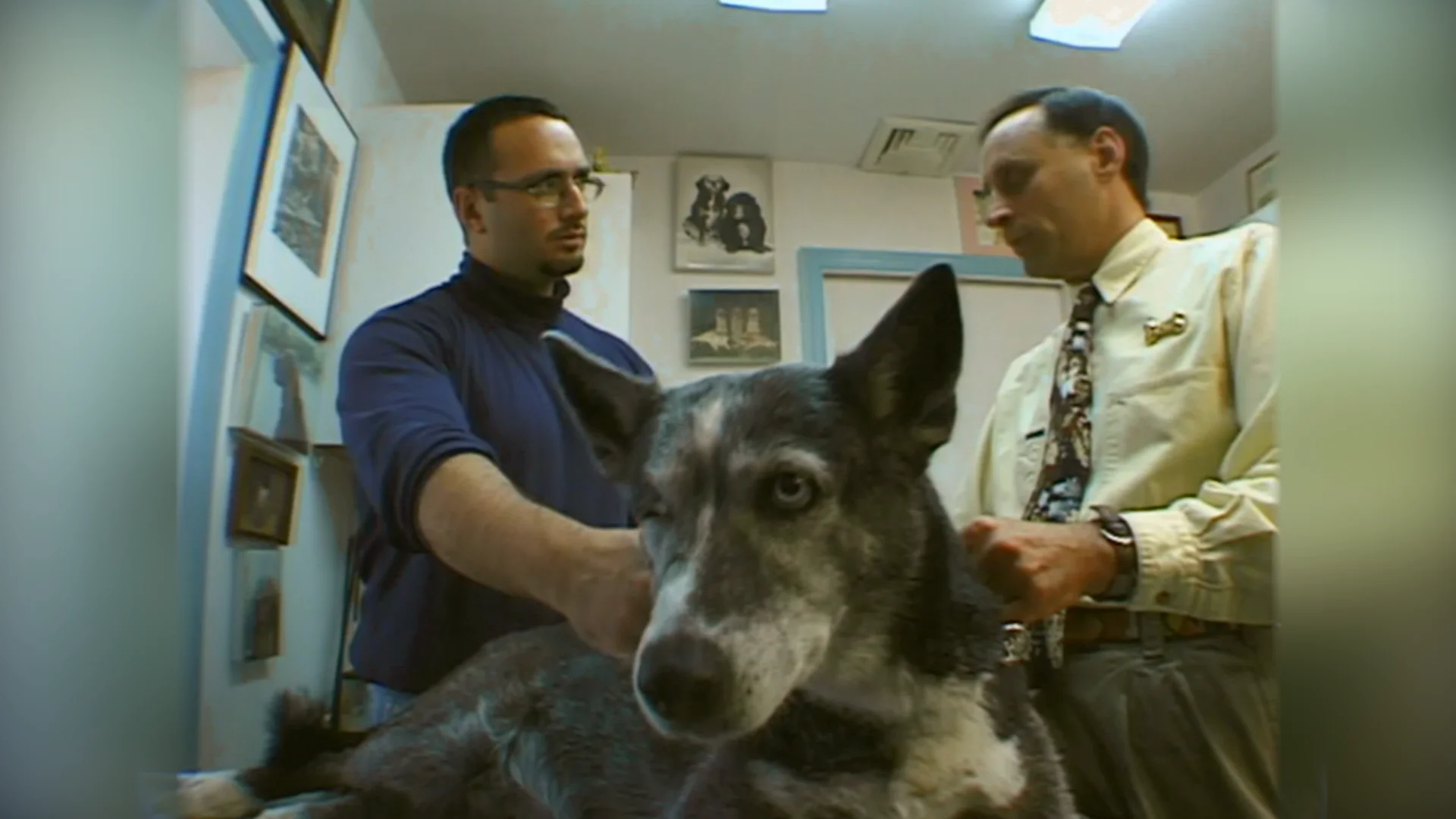 Watch Saving Sheba Online | Vimeo On Demand on Vimeo