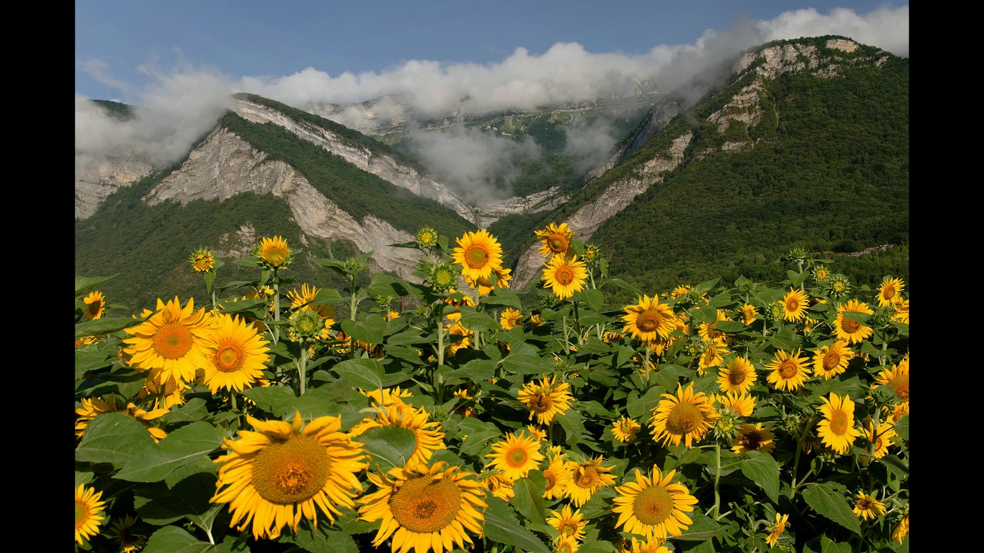 "Tournesols": montage réalisé par Patrick Rottiers on Vimeo