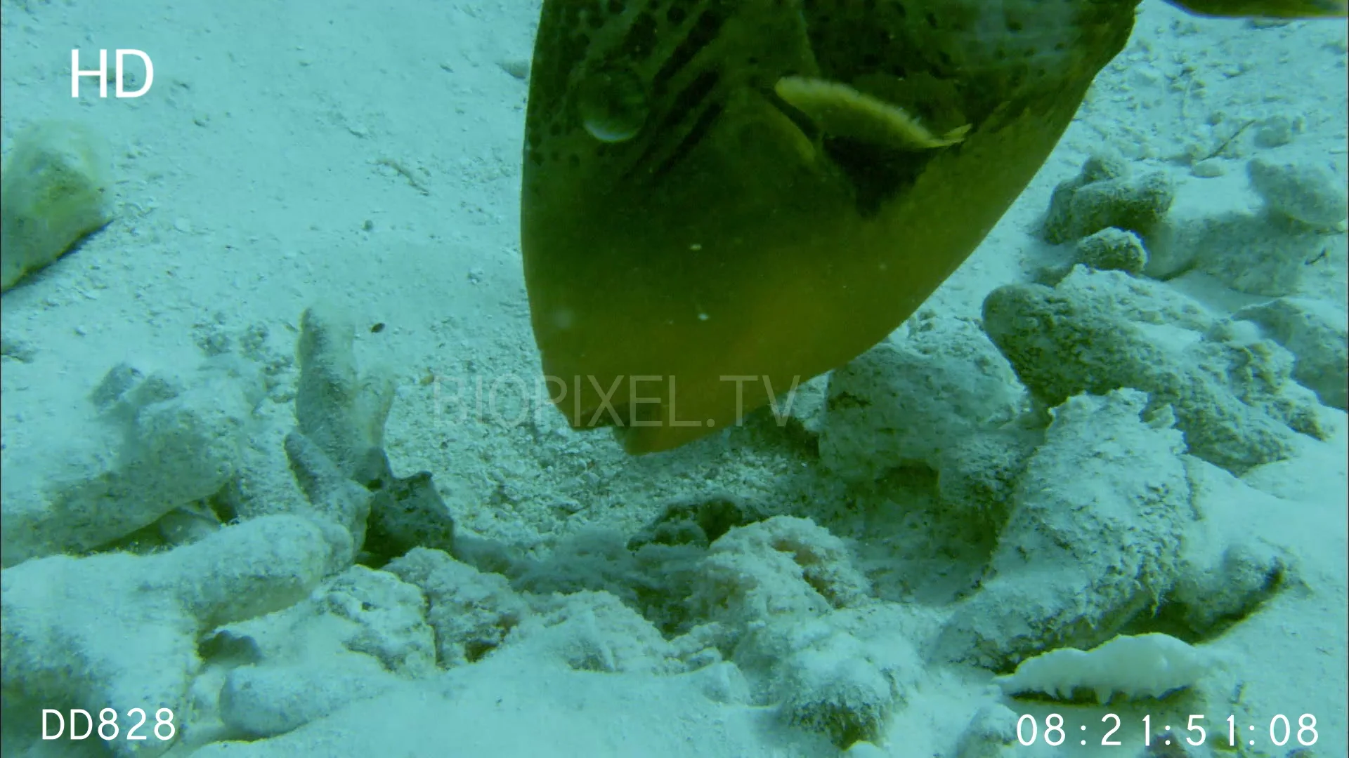 Reproduction Fish - Mass nesting of Yellow margin Triggerfish 3 on Vimeo