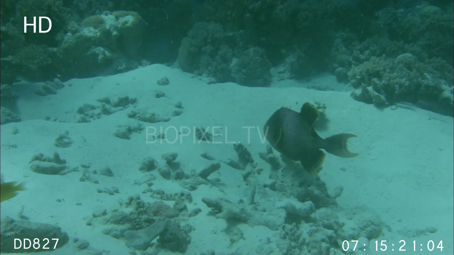 Reproduction Fish - Mass nesting of Yellow margin Triggerfish 2 on Vimeo