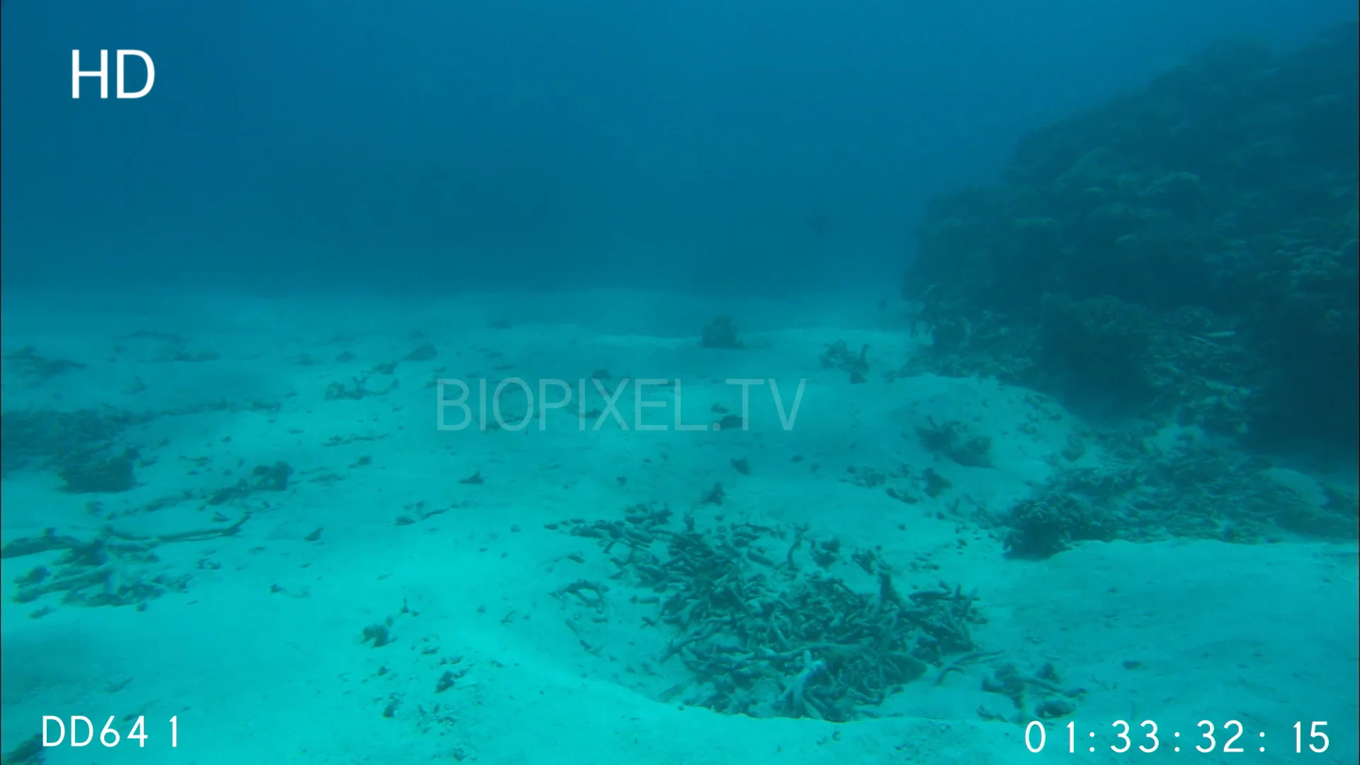 Reproduction Fish - Mass nesting of Yellow margin Triggerfish 1 on Vimeo