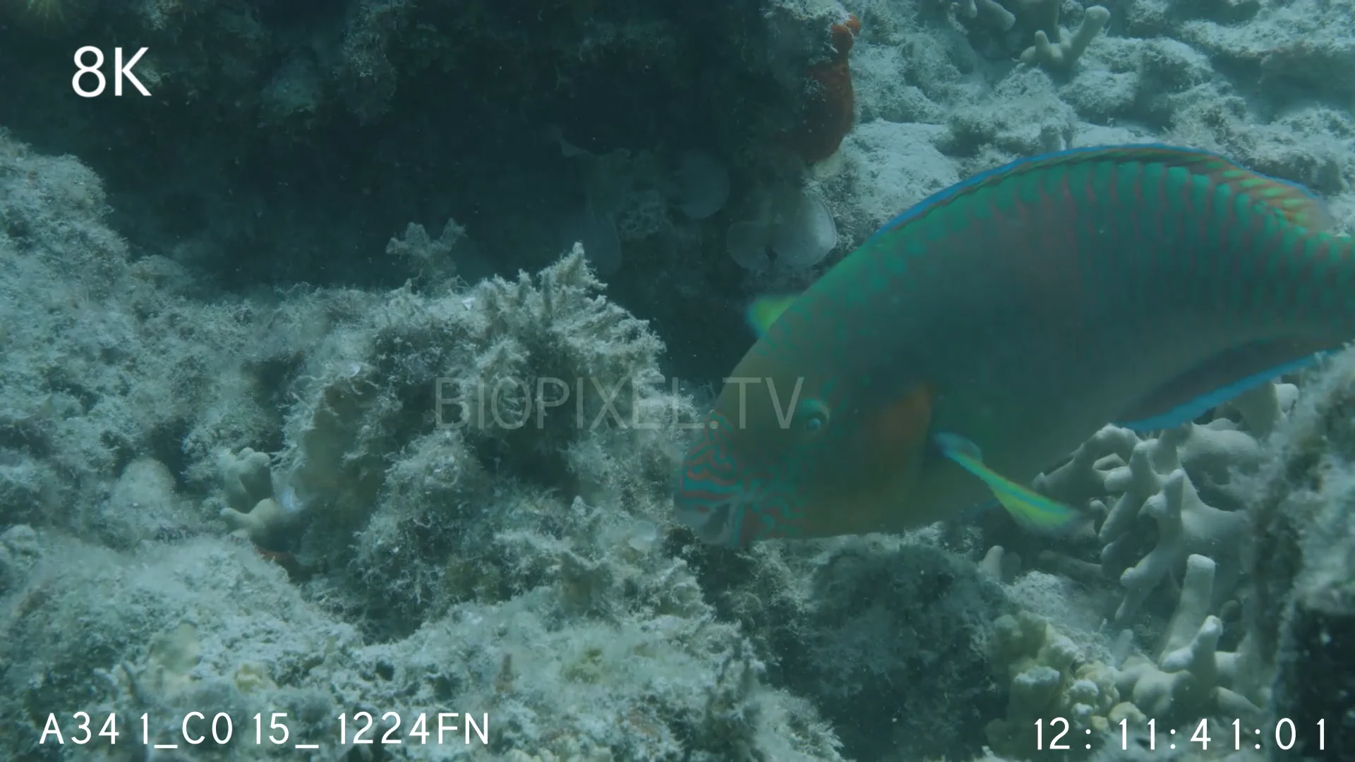 4K Fish Feeding - Parrotfish grazing on reef rock 8K on Vimeo