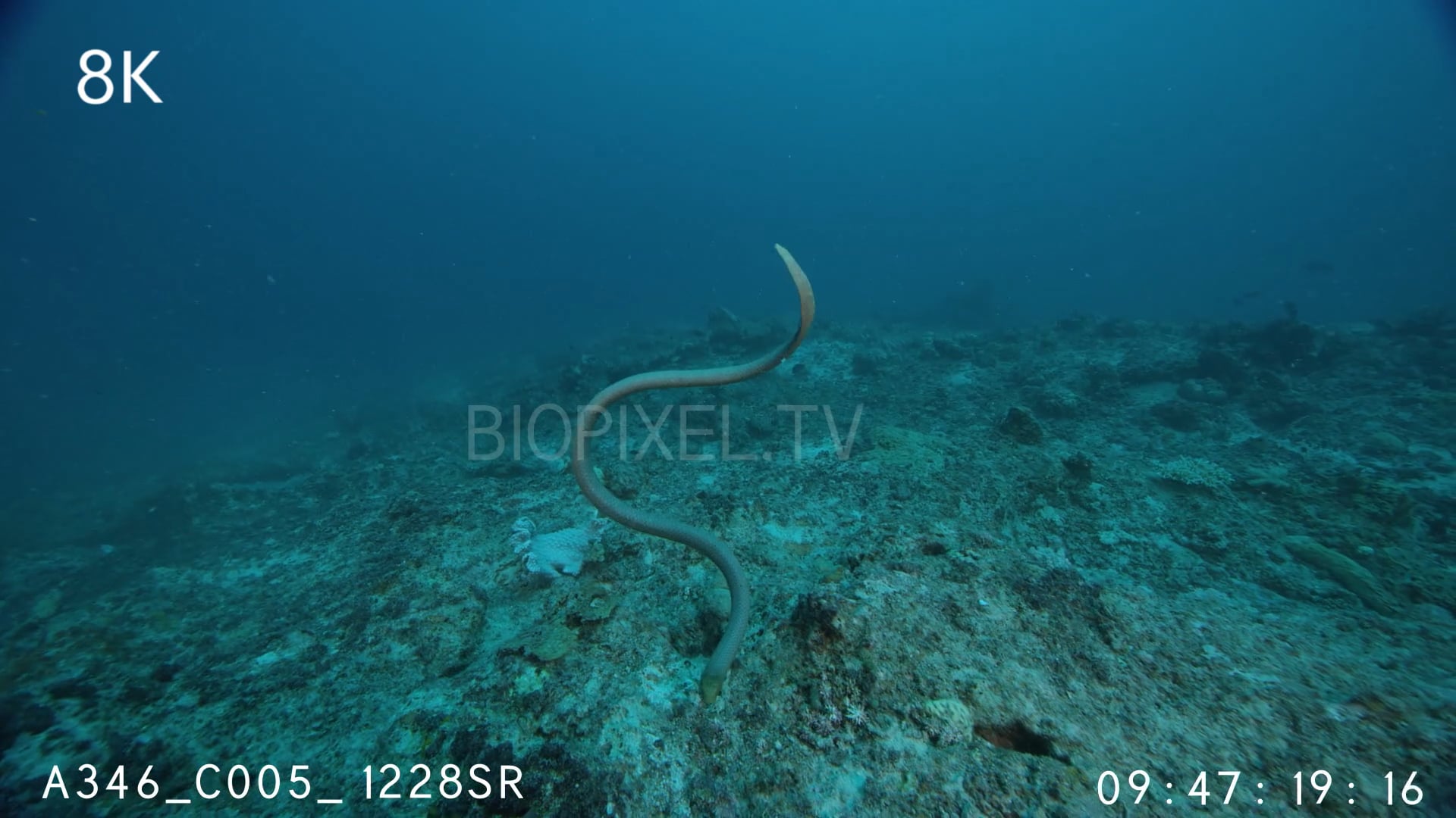 4K Reptiles - Olive sea snake swimming around Wide angle 8K on Vimeo