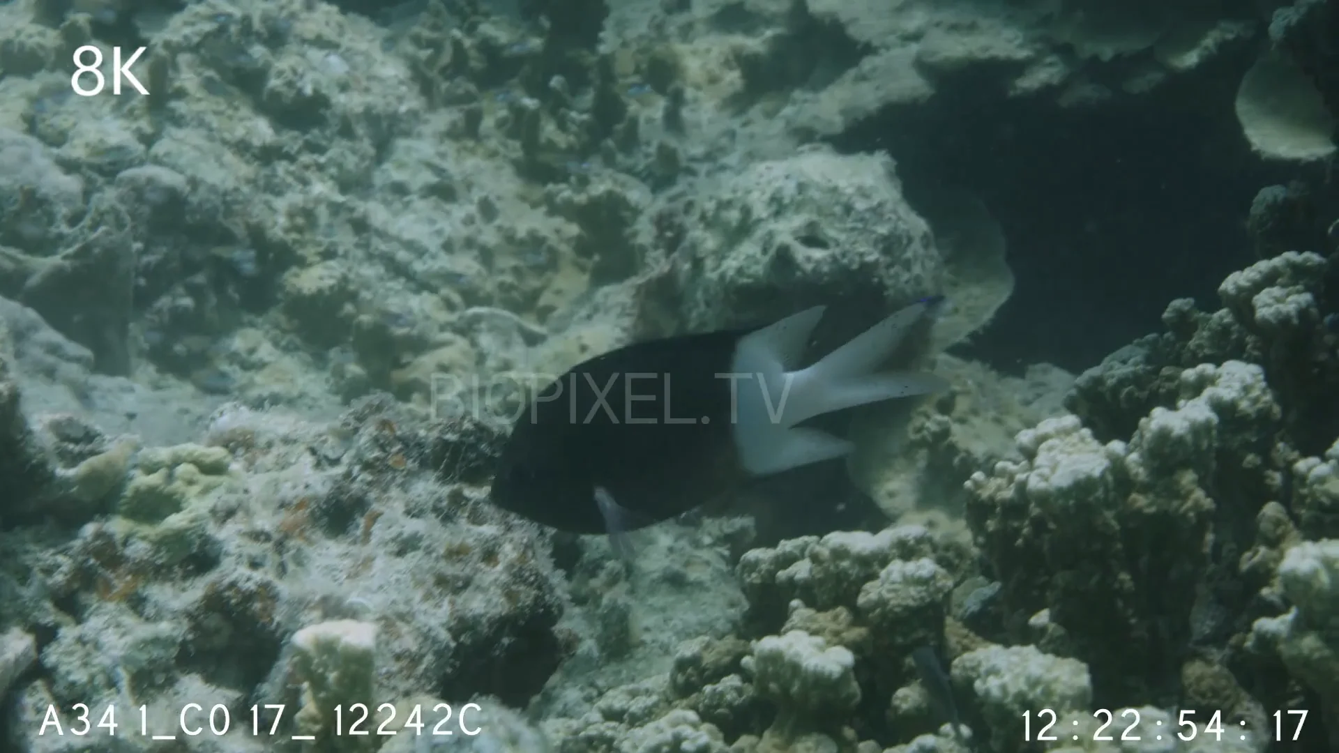 4K Fish Damselfish - Spiny chromis with babies 8K on Vimeo