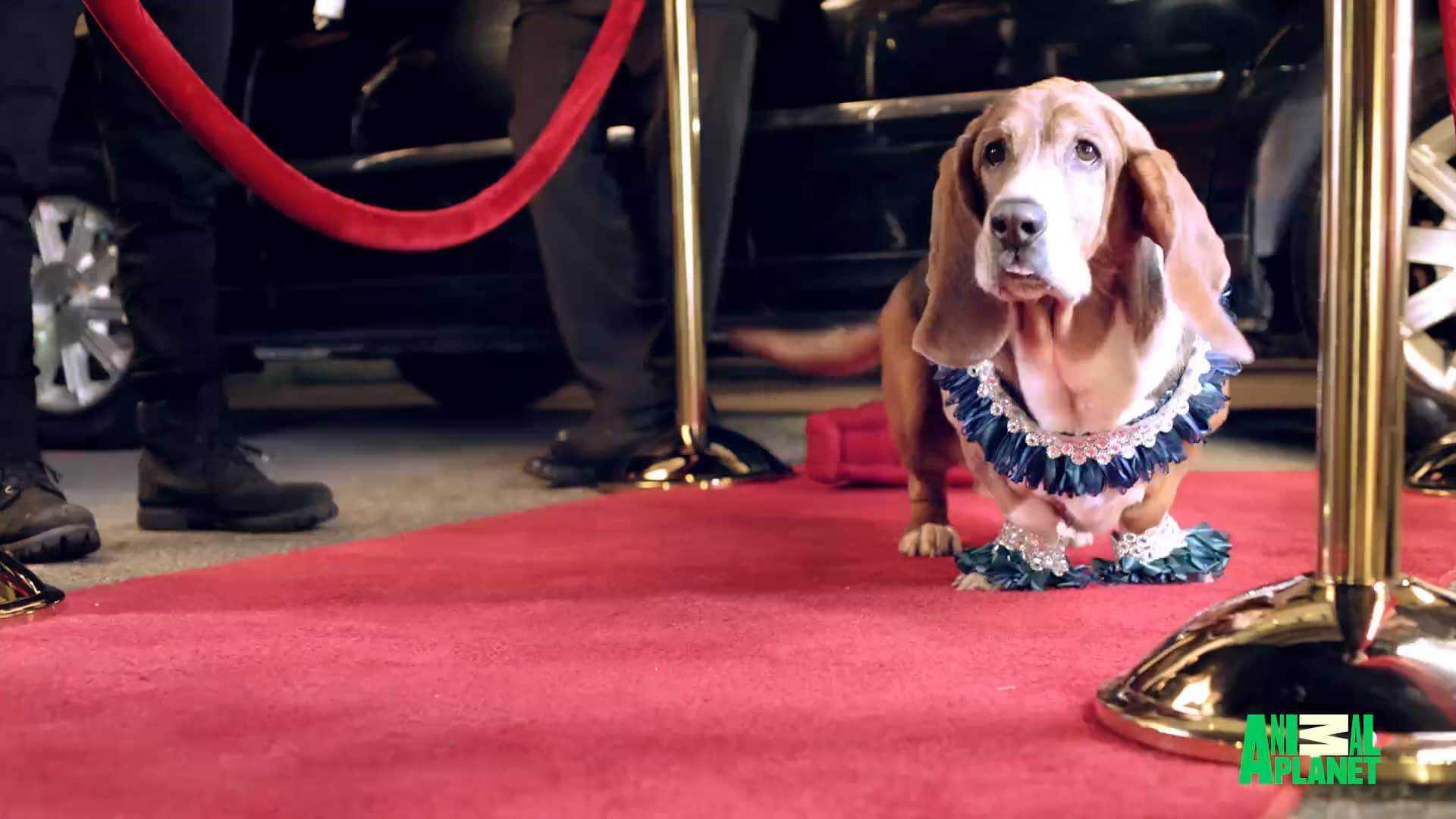 Animal Planet - Geico Puppy Bowl Promo - Hound on Vimeo