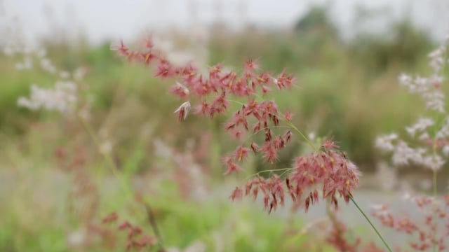 Naturaleza Verde Hoja - Free video on Pixabay - Pixabay