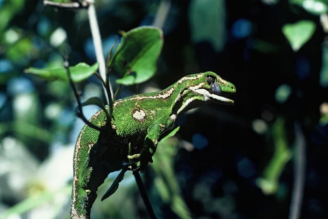 Gecko noises — Science Learning Hub