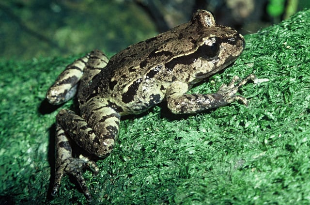 Frogs — Science Learning Hub