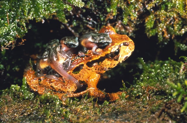 Frog's breeding — Science Learning Hub