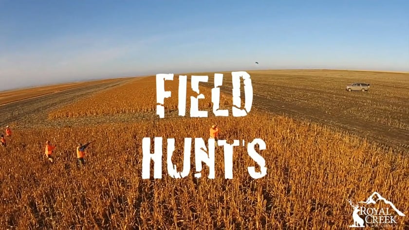 Field Hunts – Royal Creek Ranches