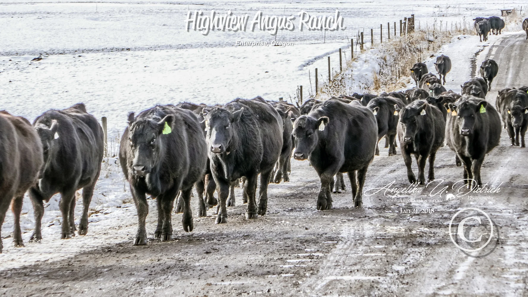 January at Highview Angus Ranch (2018)