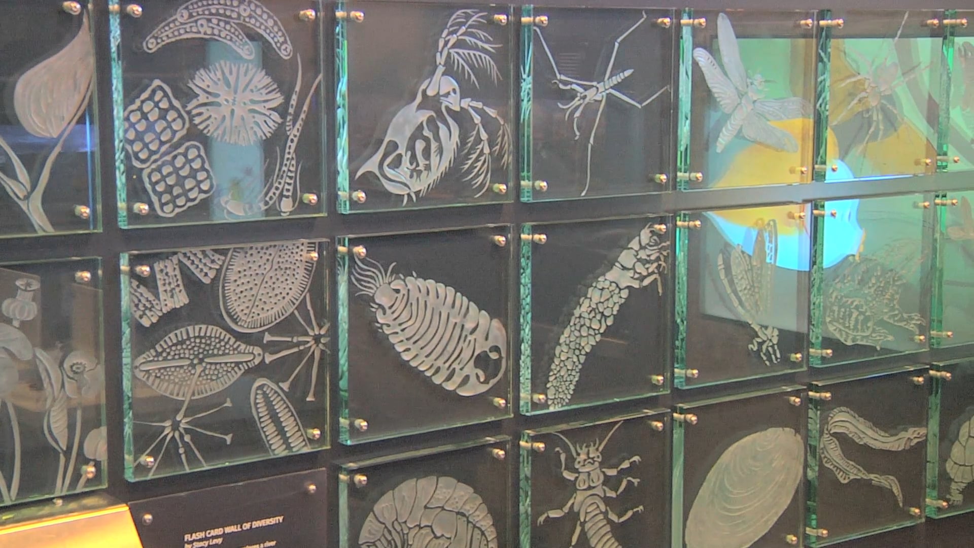 Water Works - Mussel Hatchery on Vimeo