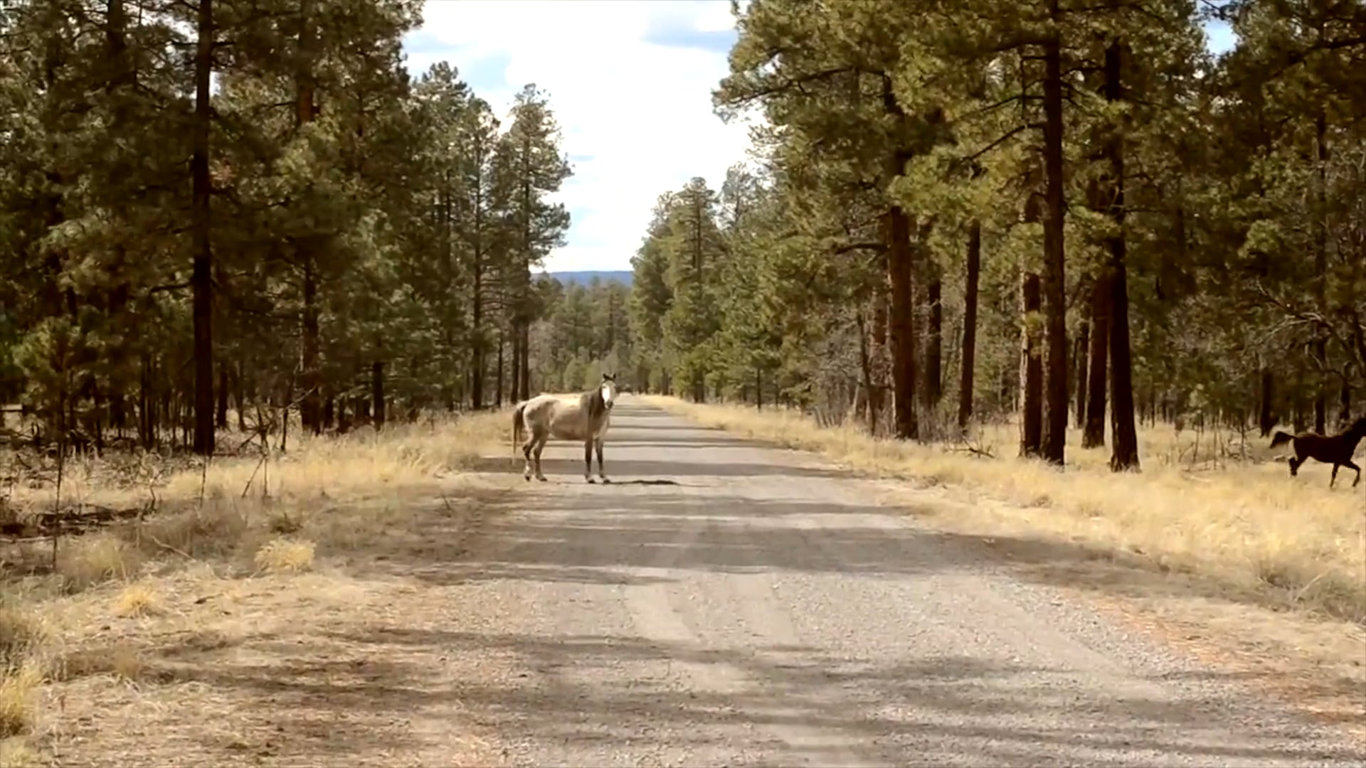 Reel: Gregory G. Dalton & Rob Borcherding on Vimeo