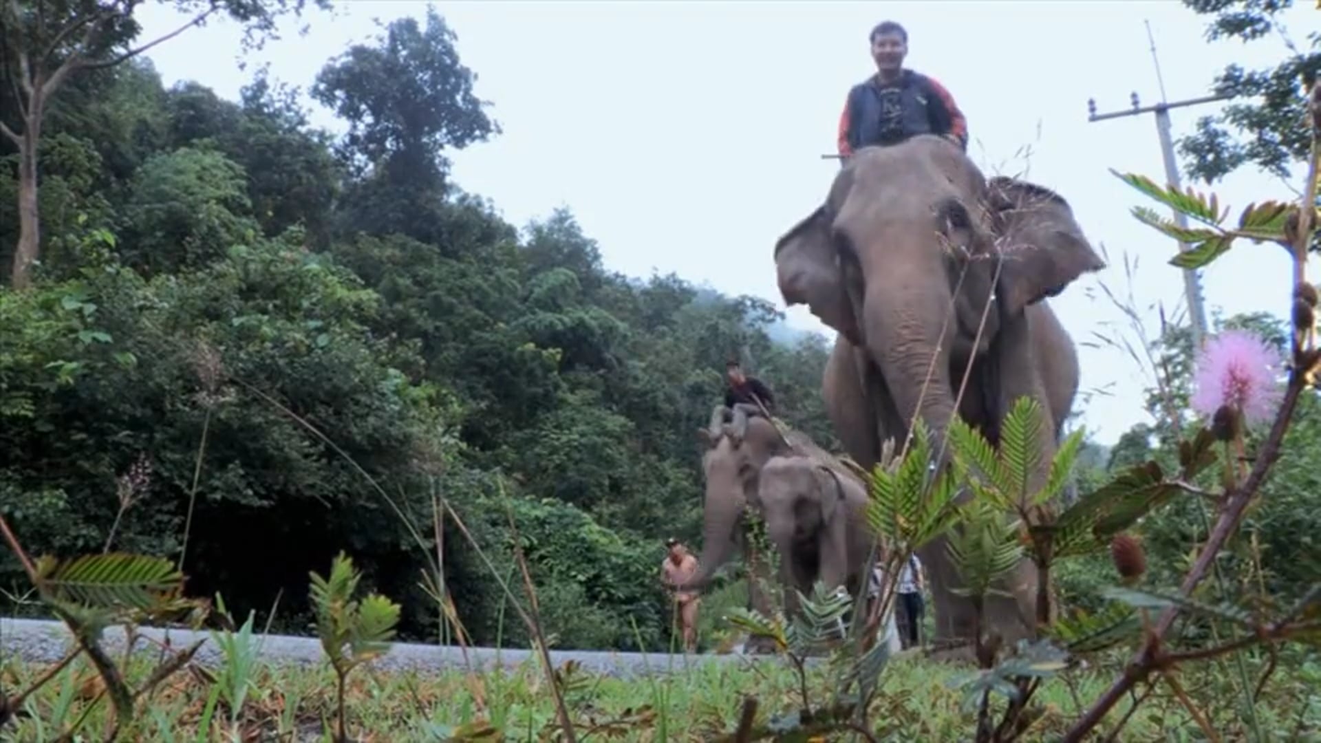 Our Big Elephant Rescue | NINE LIVES MEDIA