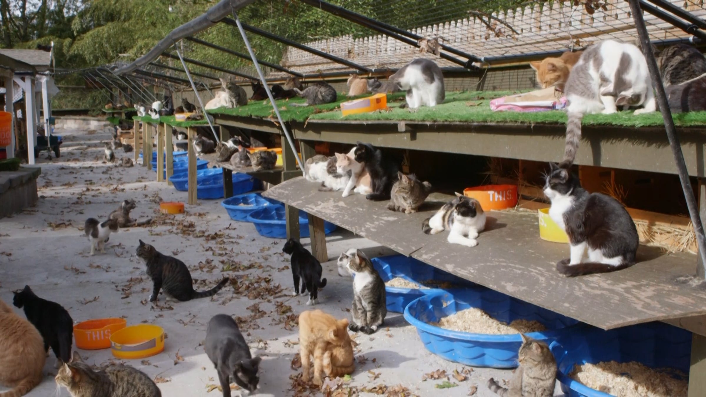 The Happy Cat Sanctuary