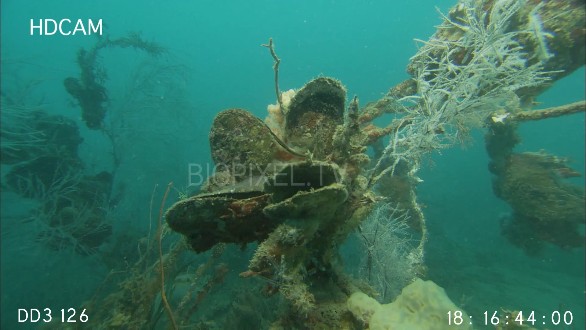 Coral Reefs - Deepwater corals from inter reef area on Vimeo