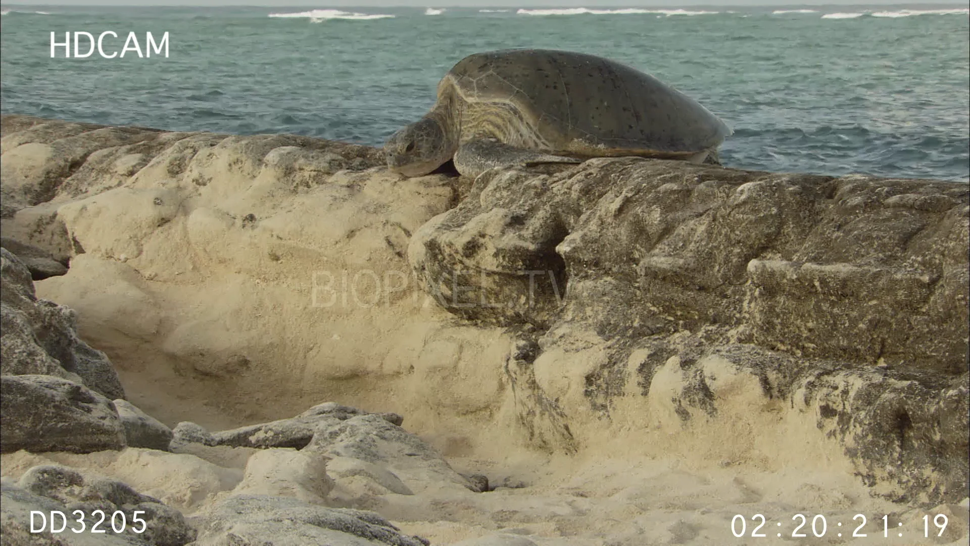 Green Sea Turtles Mating - Green sea turtle falling over cliff ledge ...