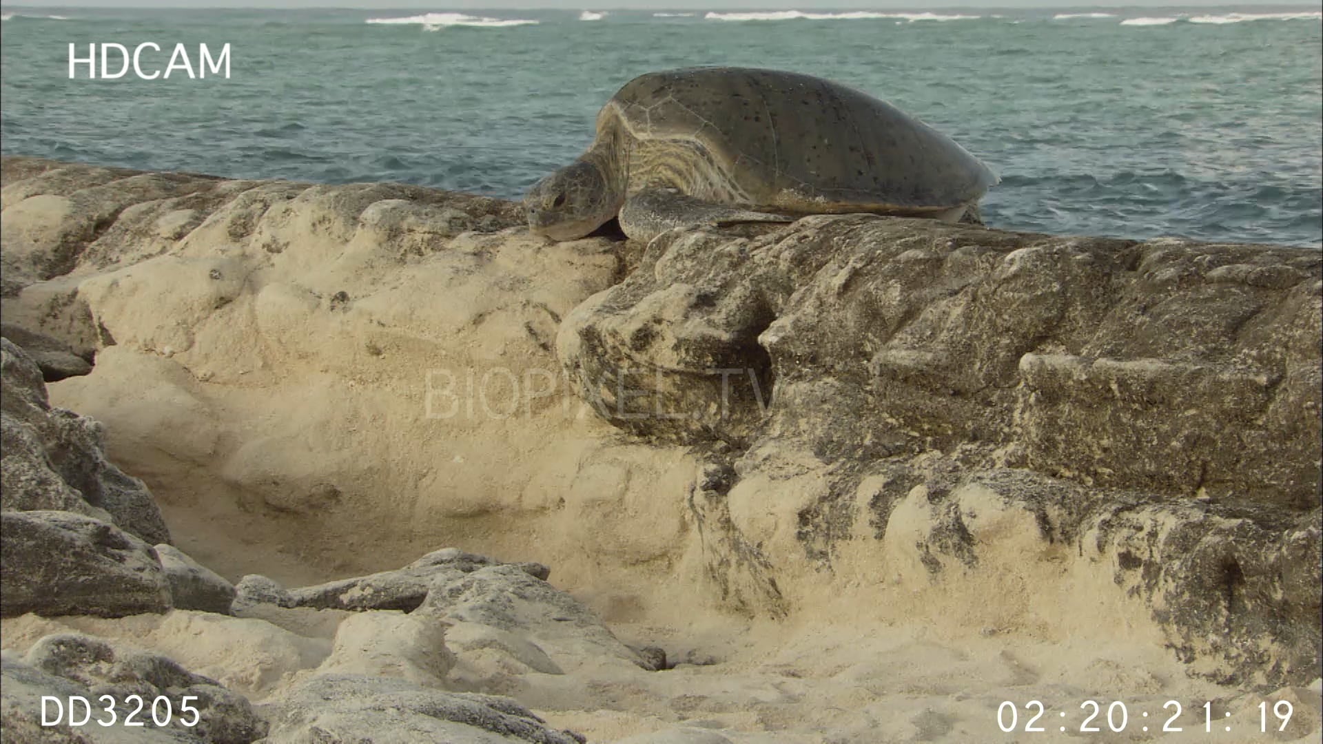 Green Sea Turtles Mating - Green sea turtle falling over cliff ledge ...