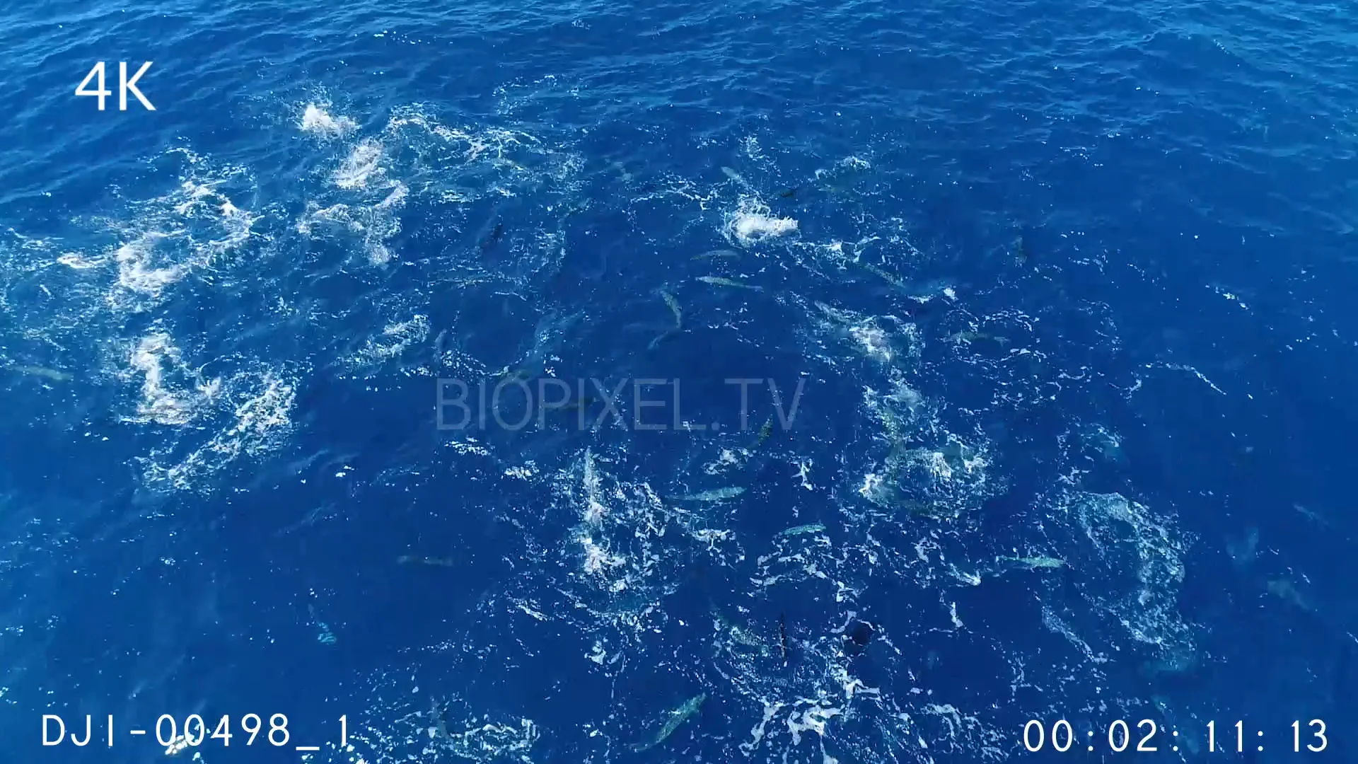 4K Fish School - Aerial - Trevally, Tuna and birds feeding on bait ball ...