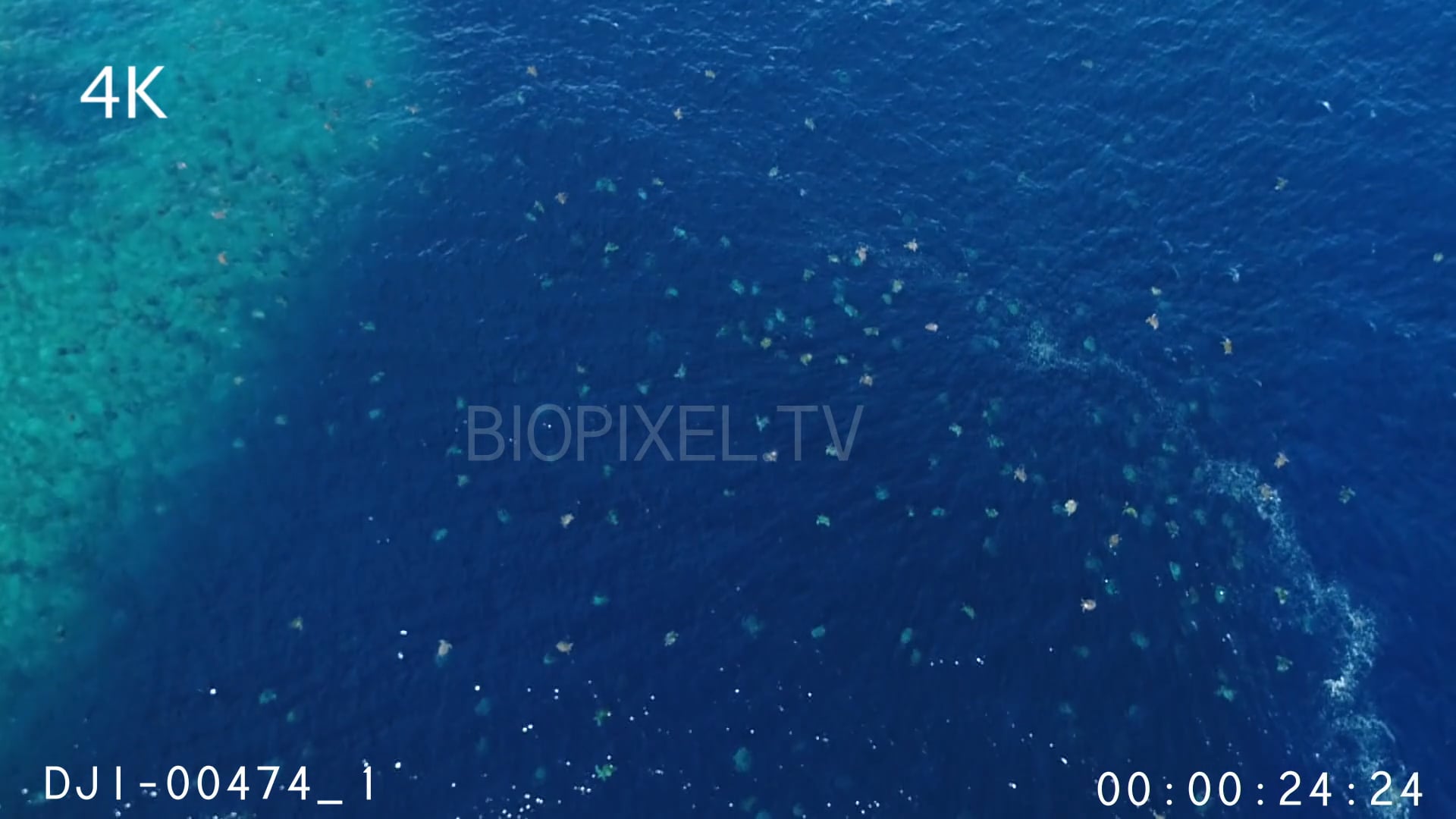 4K Sea Turtles - Aerial - Green sea turtles mass numbers in water 4K 4 ...