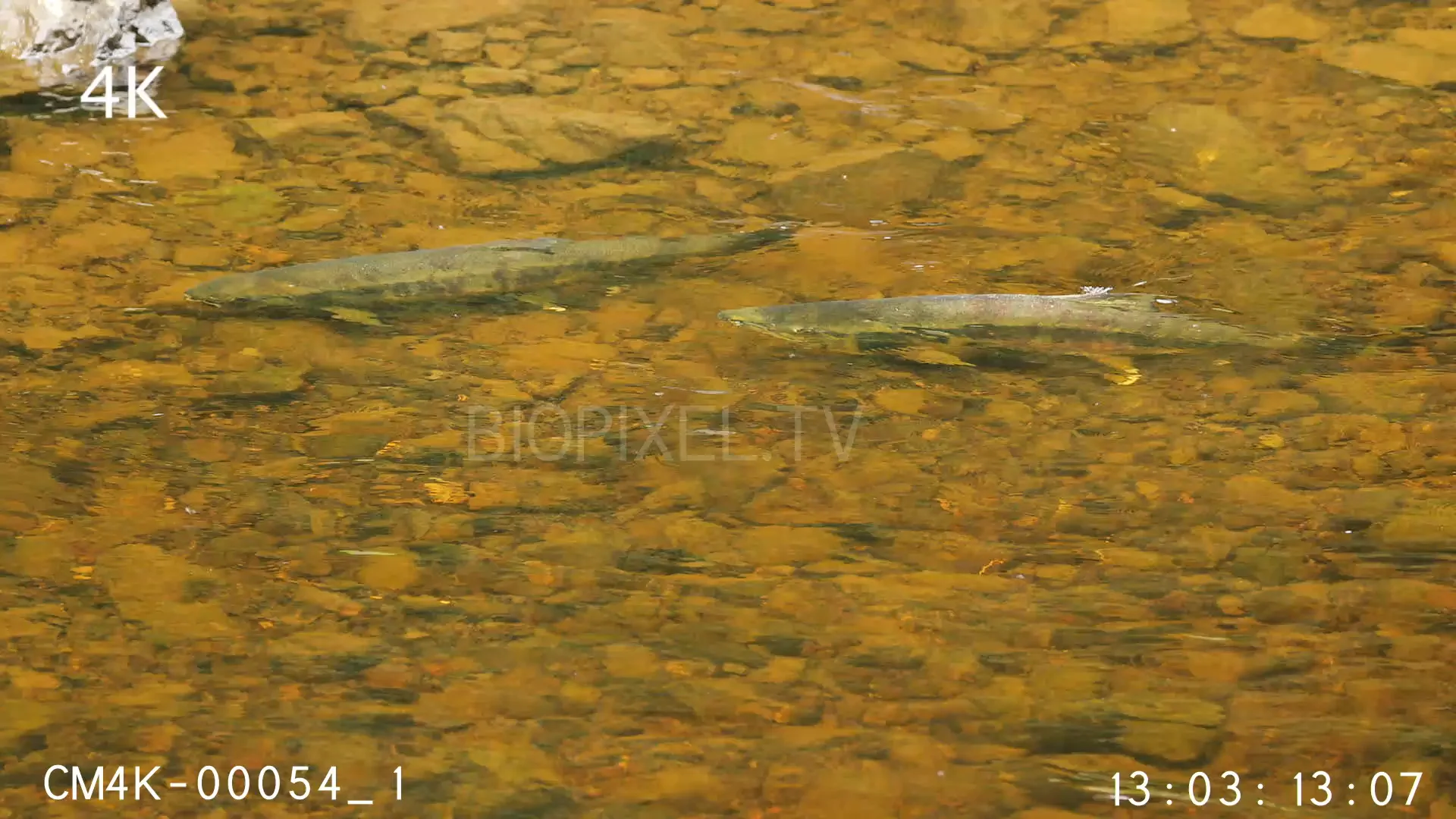 4K Fish Feeding - Salmon in river 4K on Vimeo