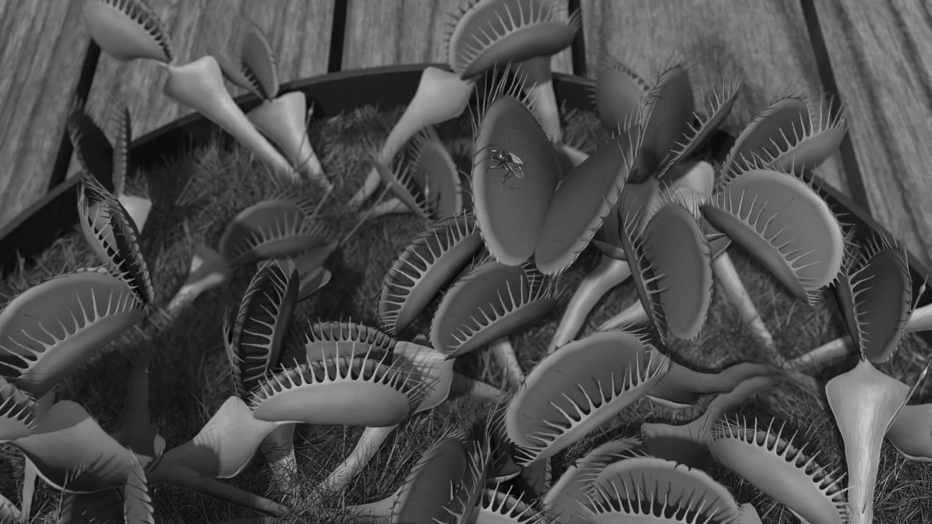 Procedural Geometry : Venus Flytrap on Vimeo