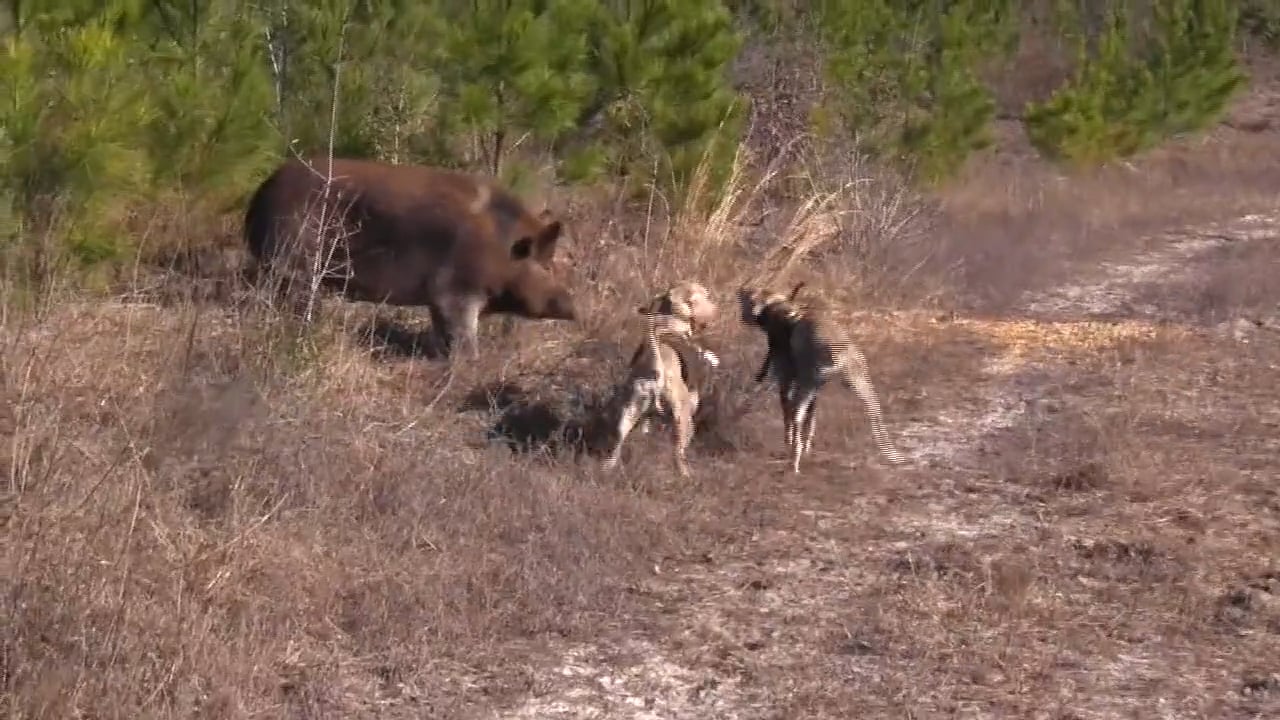 Southern Hog Slayers - Mixed Hog Hunts on Vimeo