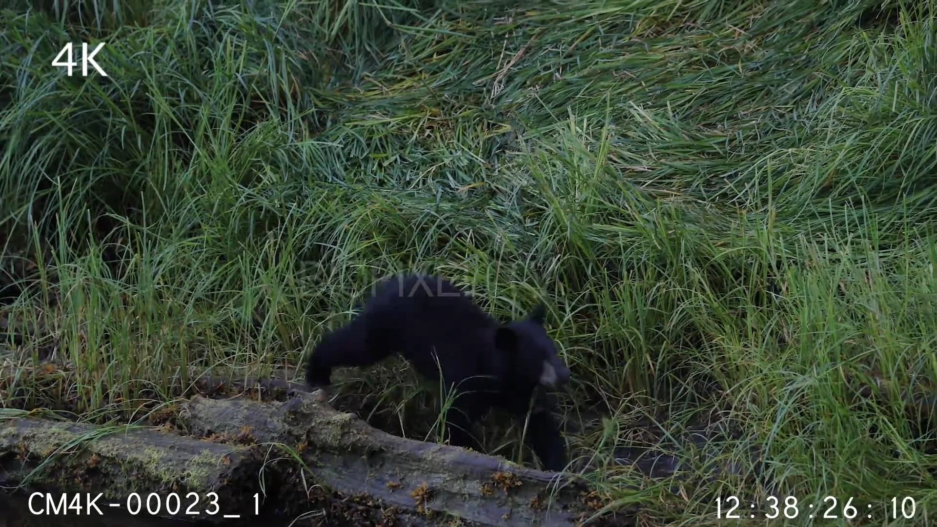 4K Baby Animals - Black bear with cubs 4K on Vimeo