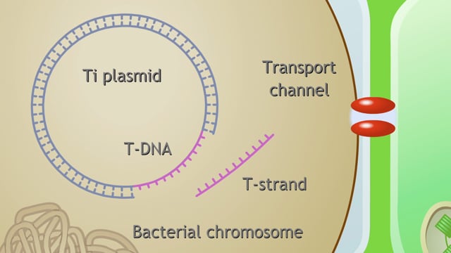 Agrobacterium in the wild — Science Learning Hub