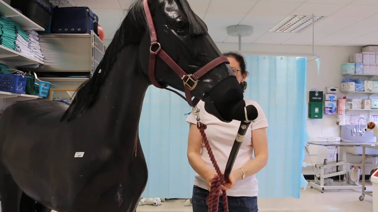 Horse nose twitch on Vimeo