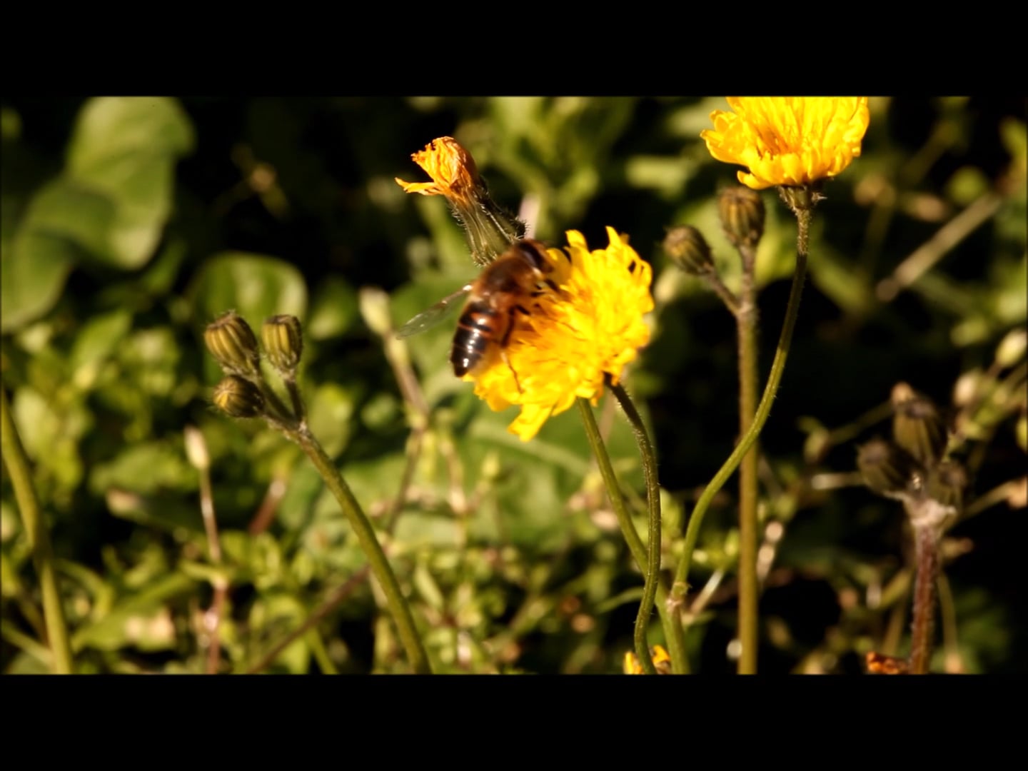 6239 Fa 2018 S 2719 Merag 0230YT Hoverfly Syrphidae Latreille, 1802 Family Syrphidae Also known ...