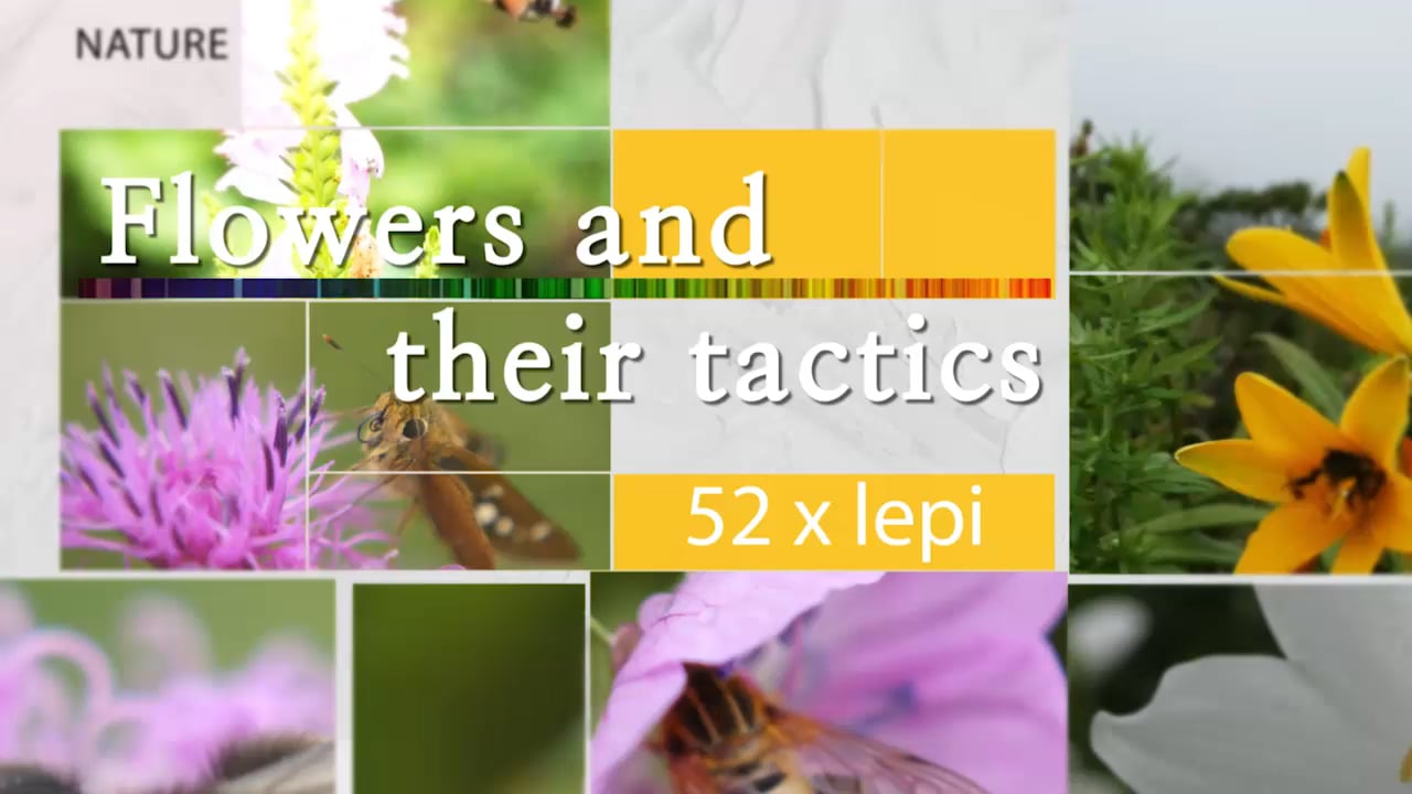 Flowers Intro on Vimeo